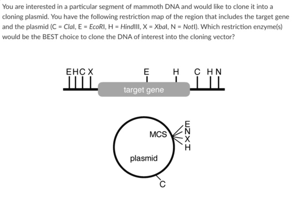 SOLVED: You are interested in a particular segment of mammoth DNA and ...