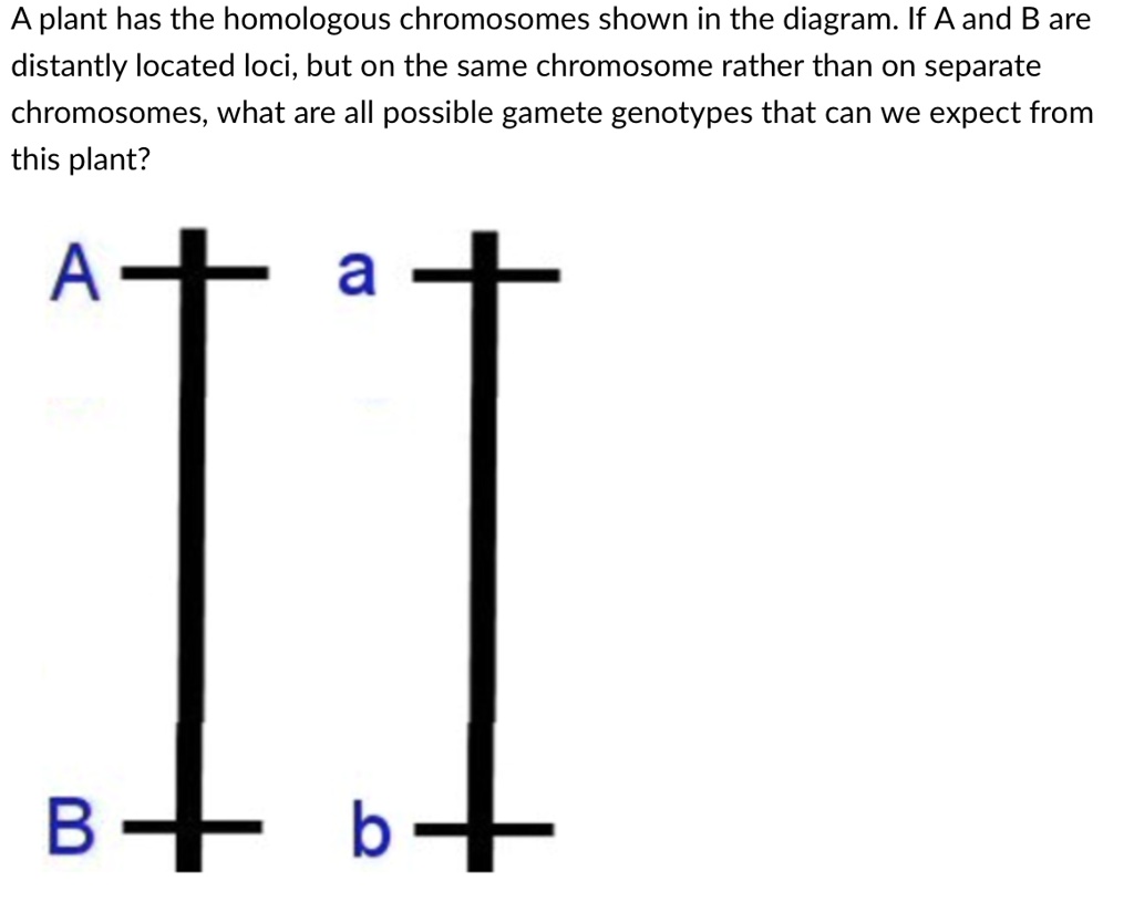 A plant has the homologous chromosomes shown in the diagram. If A and B ...