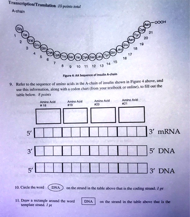 SOLVED: Transcription/Translation - A-chain of Insulin COOH Figure ...