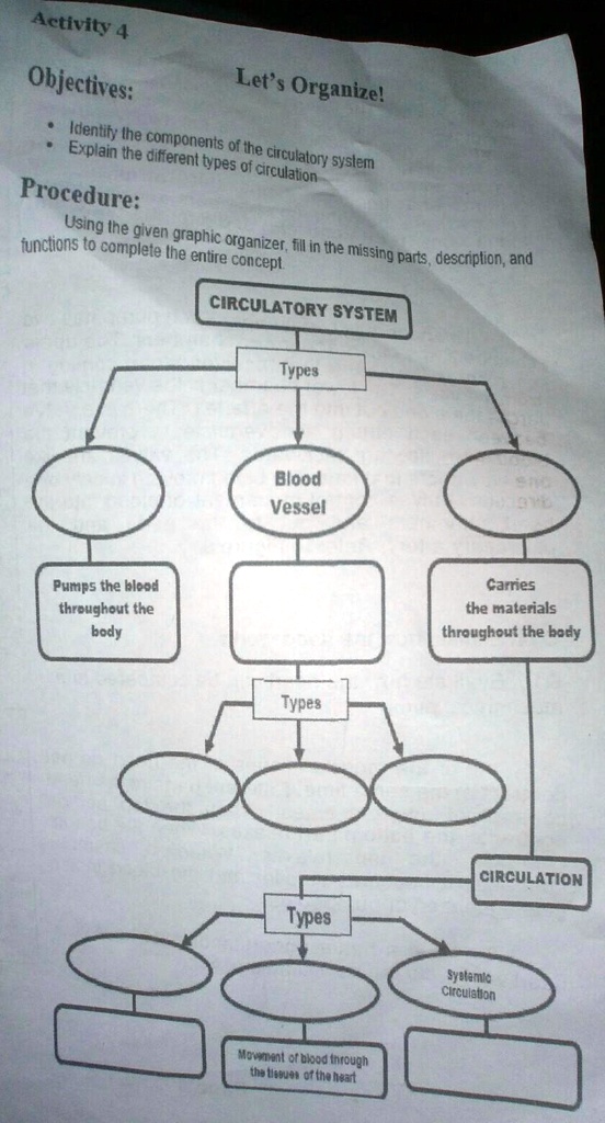 SOLVED: Activity 4 Let's Organize! Objectives: â€¢ Identify the components of the circulatory ...