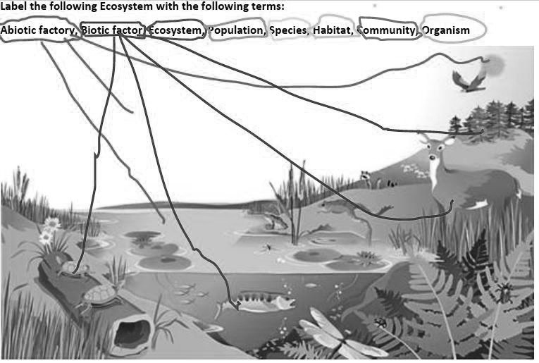 Label the following Ecosystem with the following terms: Abiotic factory, Biotic factor ...