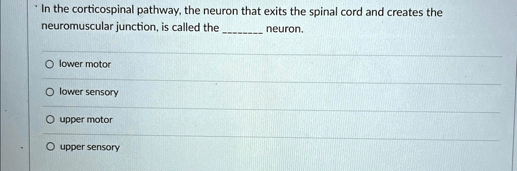 In the corticospinal pathway, the neuron that exits the spinal cord and ...