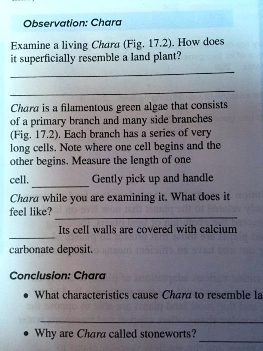 SOLVED: Observation: Chara Examine a living Chara (Fig: 17.2). How does ...