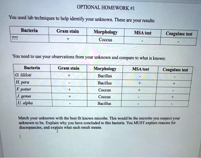 SOLVED: Optional Homework #1: Identifying Unknown Bacteria You used lab ...