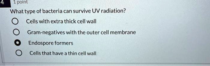 SOLVED:point What type of bacteria can survive UV radiation? Cells with ...