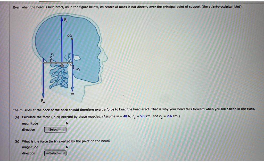 SOLVED: Even when the head is held erect, as in the figure below, its ...