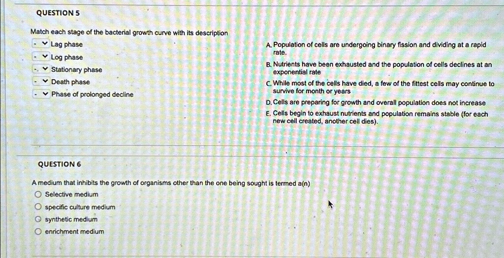 QUESTION 5 Match each stage of the bacterial growth curve with its ...