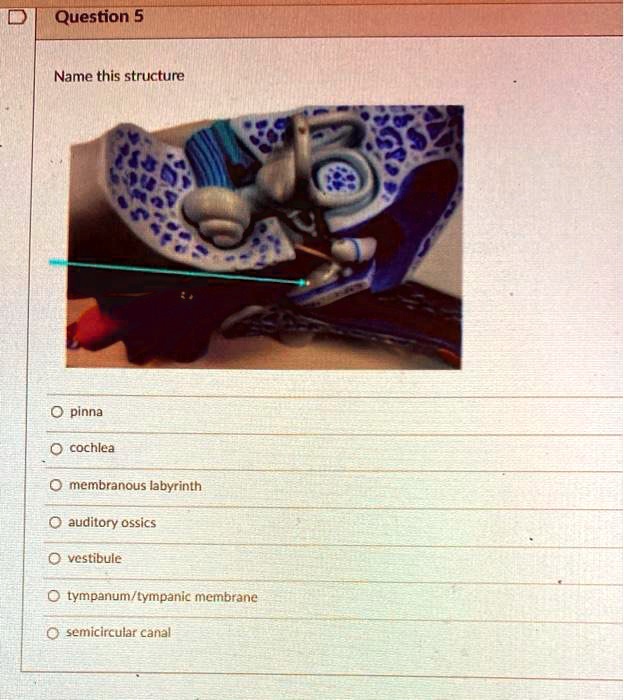 Question 5 Name this structure O pinna O cochlea O membranous labyrinth ...
