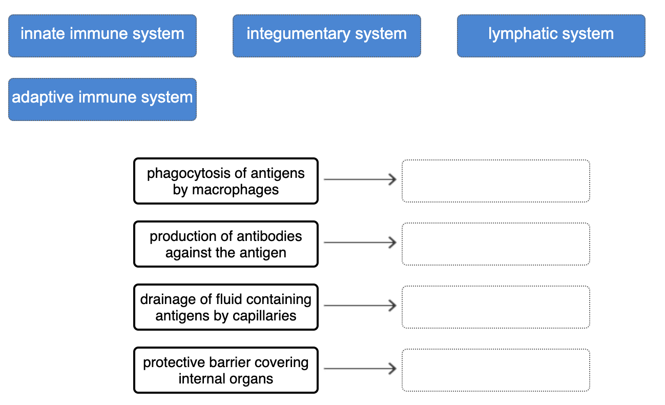 SOLVED: innate immune system integumentary system lymphatic system ...