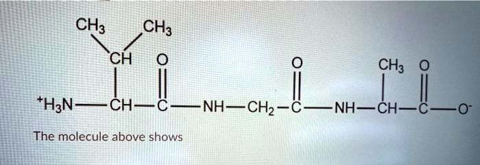 SOLVED: CH3 CH3 CH CH3 +H3N CH NH CHz The molecule above shows NH- LCH