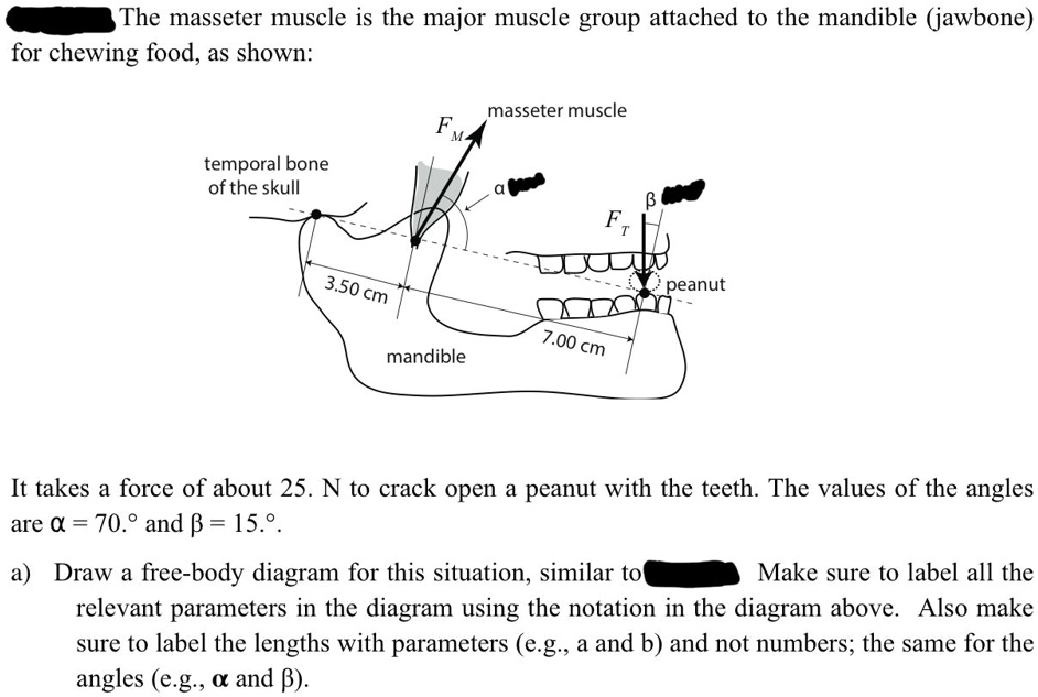 please help me understand this the answer for it fm 77 n the masseter ...