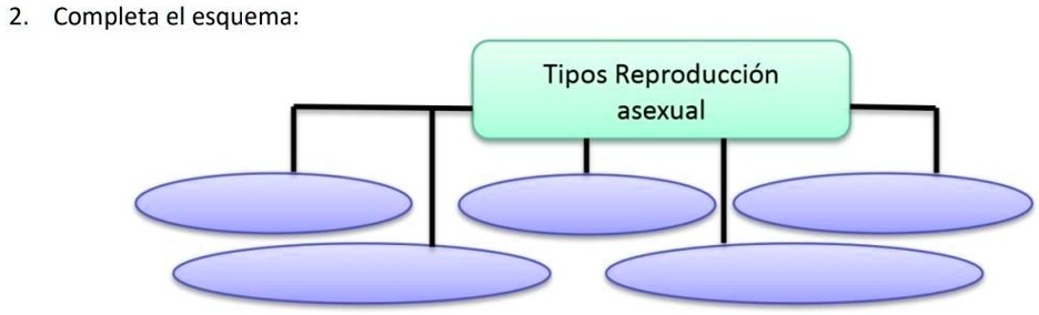 SOLVED: completa el esquema si no sabes la respuesta no contestes ... SOLVED: completa el esquema si no sabes la respuesta no contestes ...