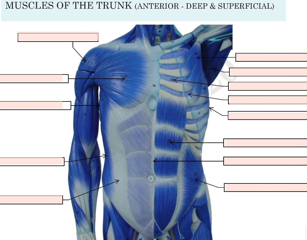 SOLVED: MUSCLES OF THE TRUNK (ANTERIOR - DEEP SUPERFICIAL)
