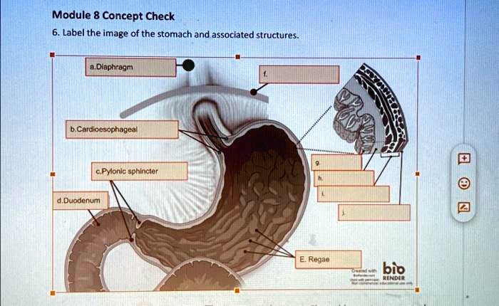 Module 8 Concept Check 6. Label the image of the stomach and associated ...