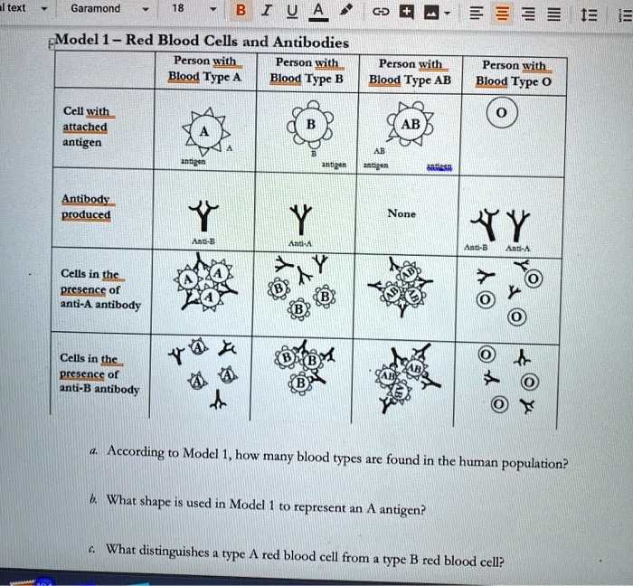 Model 1-Red Blood Cells and Antibodies Person with Blood Type A Person ...