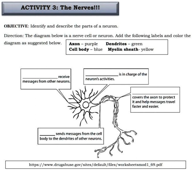ACTIVITY 3: The Nerves!!! OBJECTIVE: Identify and describe the parts of ...
