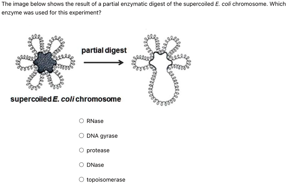 The image below shows the result of a partial enzymatic digest of the ...