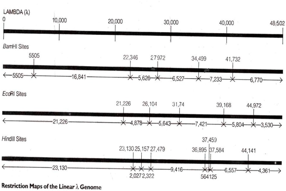 SOLVED: Draw a linear map of the following digest of Lambda DNA indicating the position of ...