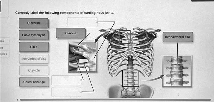 Correctly label the following components of cartilaginous joints ...