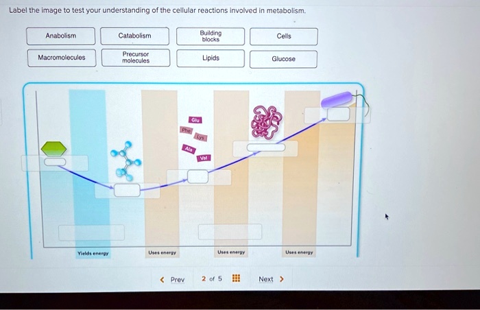SOLVED: Label the image to test your understanding of the cellular ...