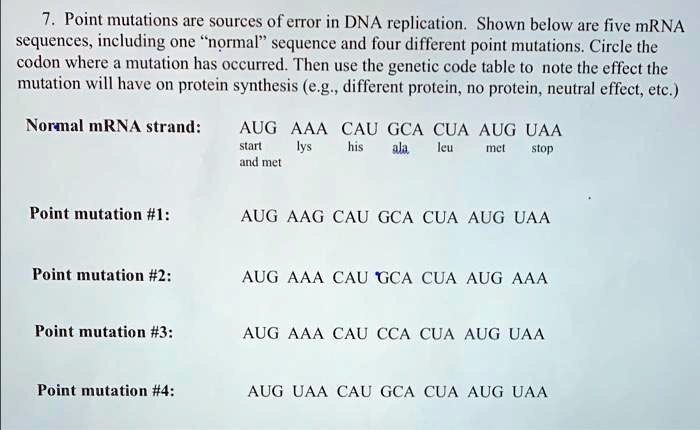 Solved Point Mutations Are Sources Of Errors In Dna Replication Shown