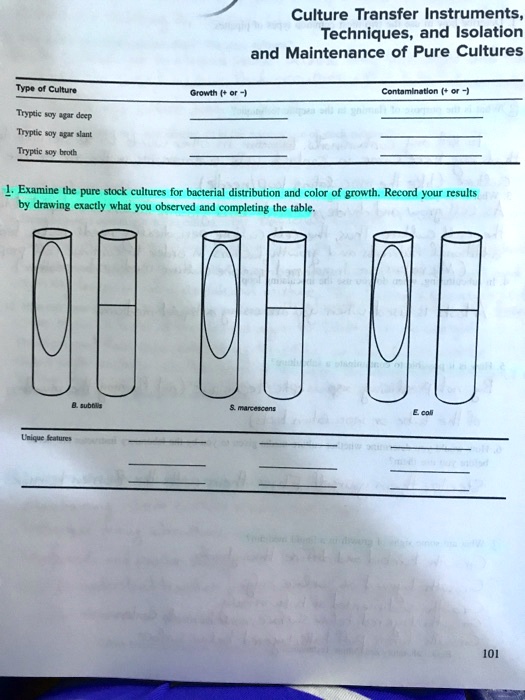 SOLVED: Culture Transfer Instruments Techniques, and Isolation and ...