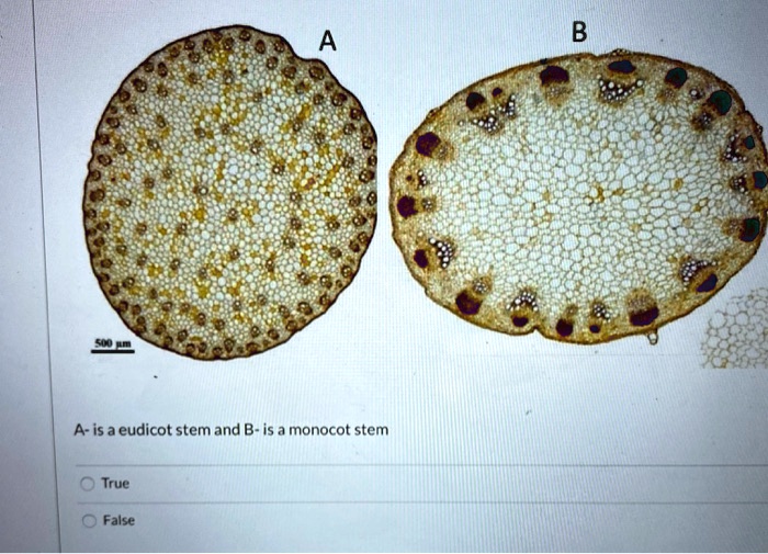A- is a eudicot stem and B- is monocot stemTrueFalse - SolvedLib