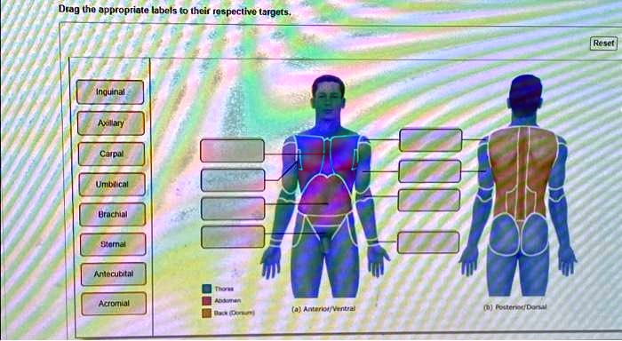Drag the appropriate labels to their respective targets. Inguinal ...