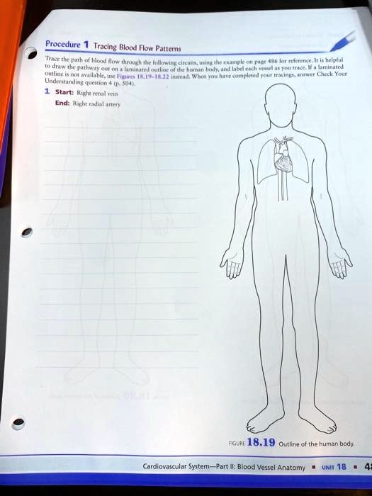 SOLVED: Texts: Procedure 1 - Tracing Blood Flow Patterns Understanding ...