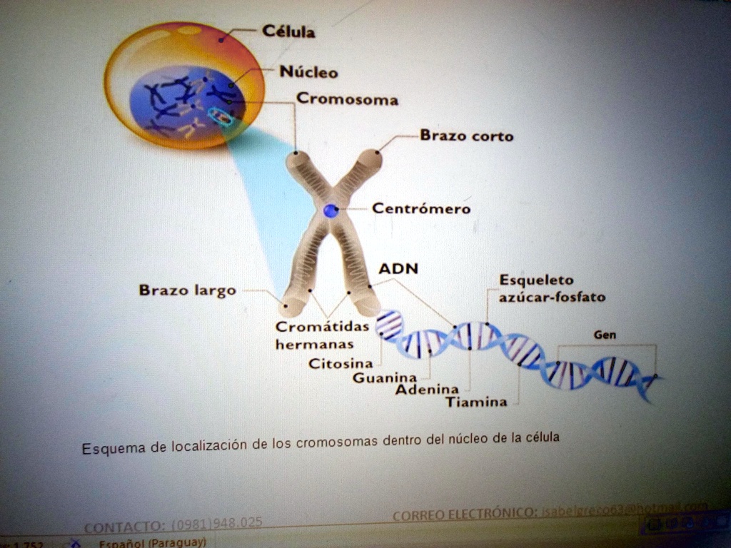 SOLVED: Explica el esquema de localización del cromosoma dentro del ...
