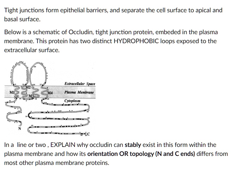 SOLVED: Tight junctions form epithelial barriers and separate the cell ...