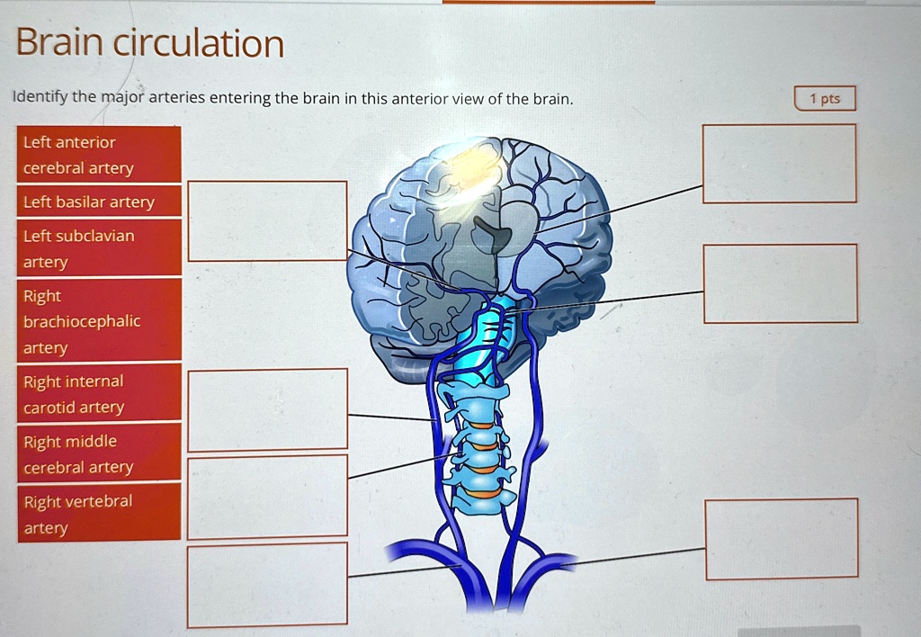 Brain circulation Identify the major arteries entering the brain in ...