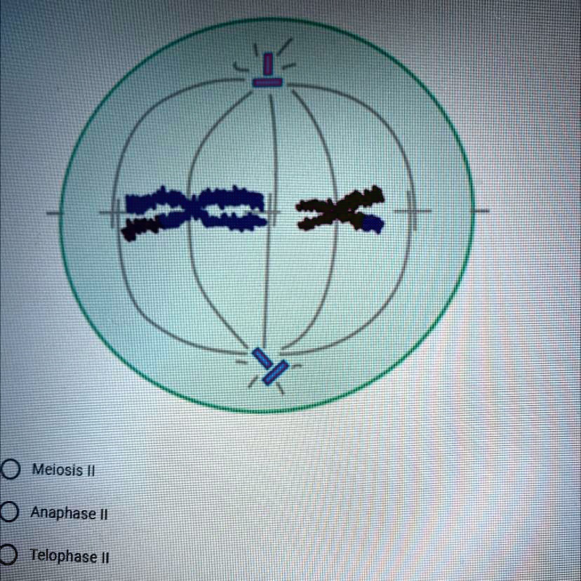 SOLVED: The cell is undergoing meiosis II. Which stage of Meiosis II is ...