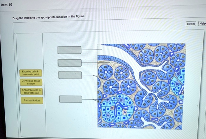 Item 10 Drag the labels to the appropriate location in the figure ...