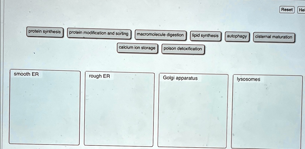 protein synthesis protein modification and sorting macromolecule ...