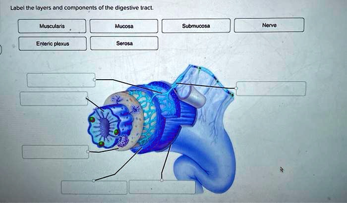 SOLVED: Label the layers and components of the digestive tract ...