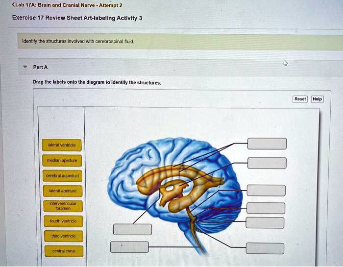 SOLVED: Lab 17A: Brain and Cranial Nervo Attempr ? Exercise 17 Review ... SOLVED: Lab 17A: Brain and Cranial Nervo Attempr ? Exercise 17 Review ...