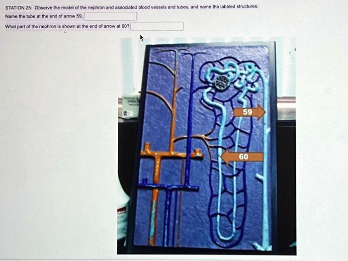 STATION 25: Observe the model of the nephron and associated blood vessels and tubes, and name ...
