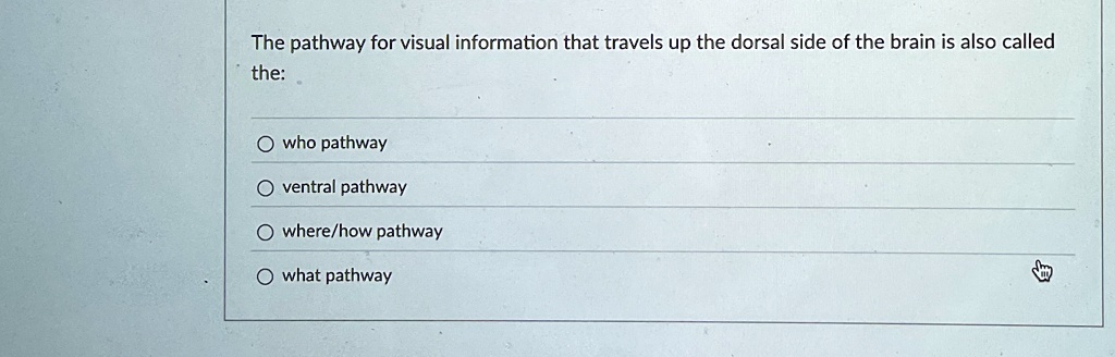 the pathway for visual information that travels up the dorsal side of ...