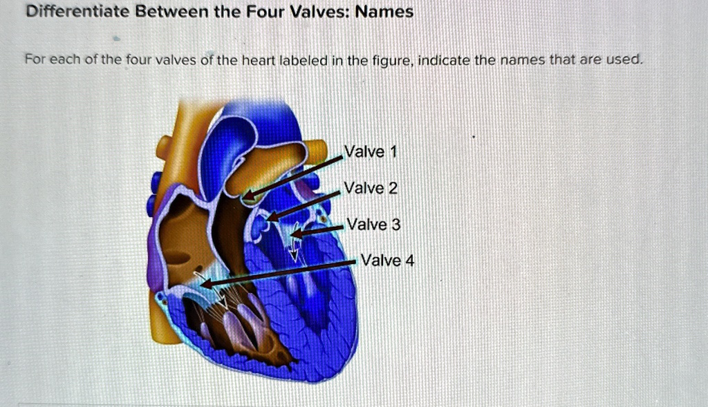 Differentiate Between the Four Valves: Names For each of the four ...