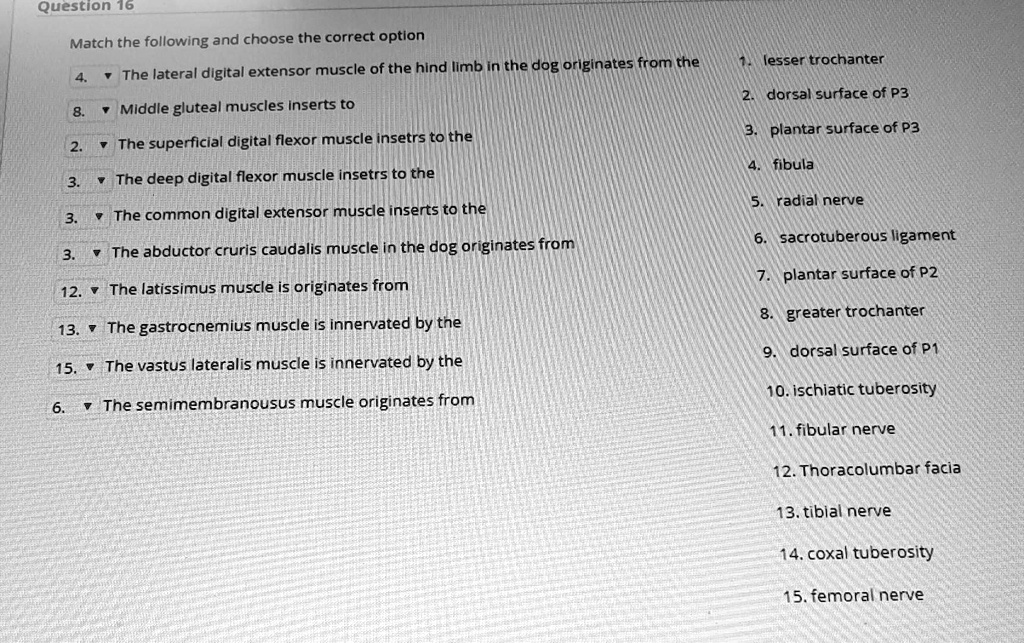 Match the following and choose the correct option: 4. The lateral ...