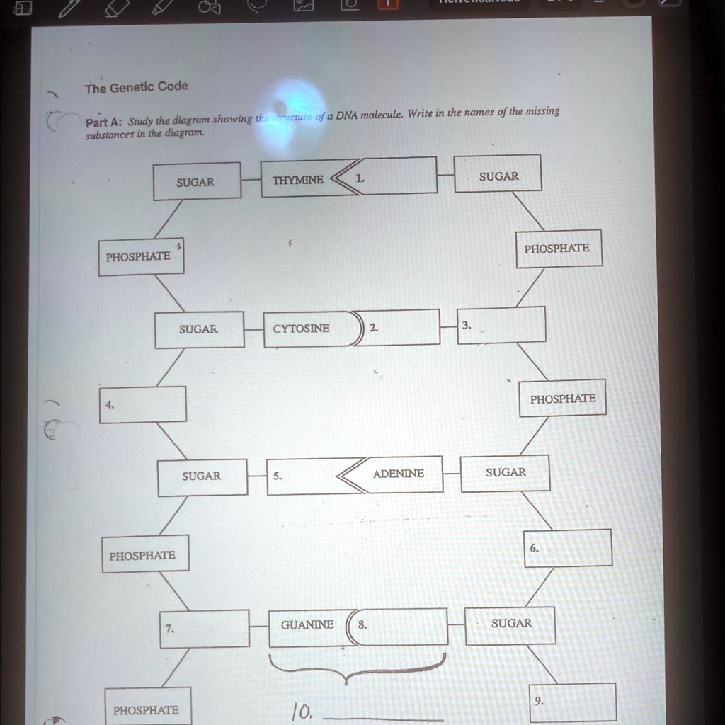 The Genetic Code Part A: Study the diagram showing the structure of a ...