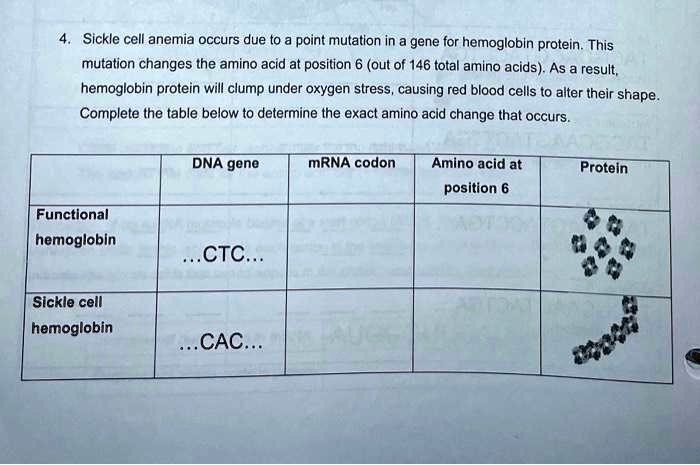 Texts: 4. Sickle cell anemia occurs due to a point mutation in a gene ...