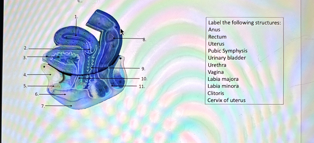 2 3 4 5 6 7 8 9 10 11 label the following structures anus rectum uterus ...