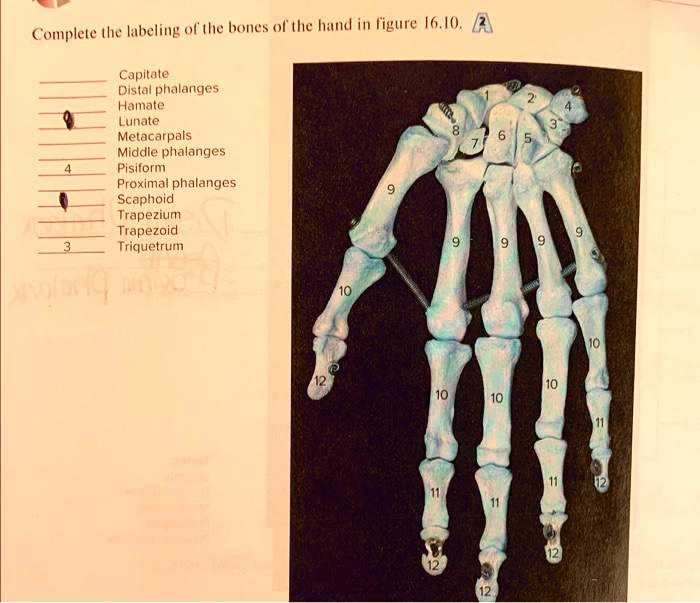 Complete the labeling of the bones of the hand in figure 16.10 ...