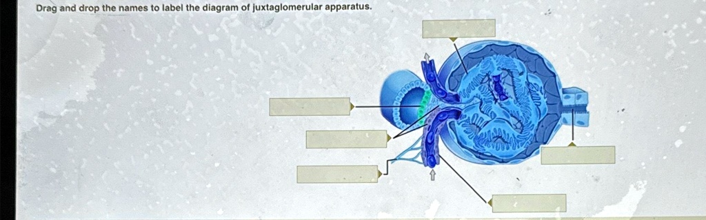 Drag and drop the names to label the diagram of juxtaglomerular apparatus.