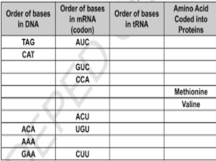 SOLVED: Order of bases in DNA Order of bases in mRNA (codon) Order of bases in tRNA Amino Acid ...