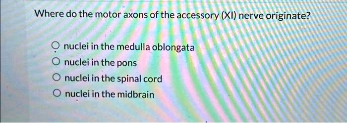 SOLVED: Where do the motor axons of the accessory(XI) nerve originate ...