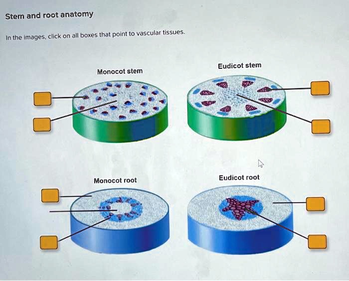 stem and root anatomy in the images click on all boxes that point to vascular tissues eudicot ...