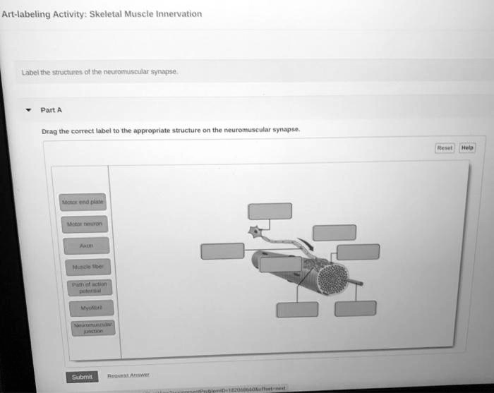 SOLVED: Can someone please solve this? I will give a thumbs up! Art-labeling Activity: Skeletal ...